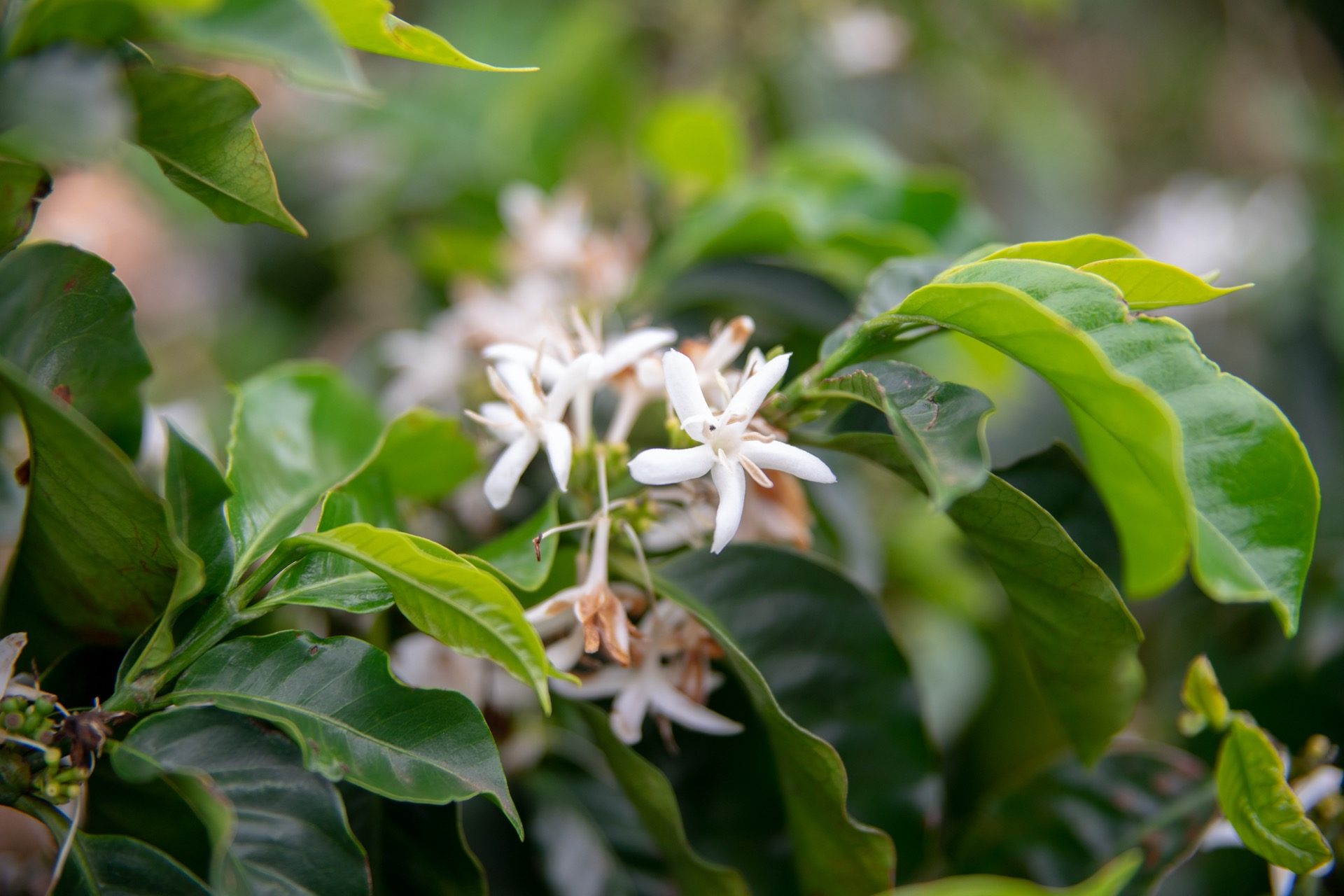 Geisha Coffee – Is It the Best Coffee in the World? – Blog CoffeeDesk.com