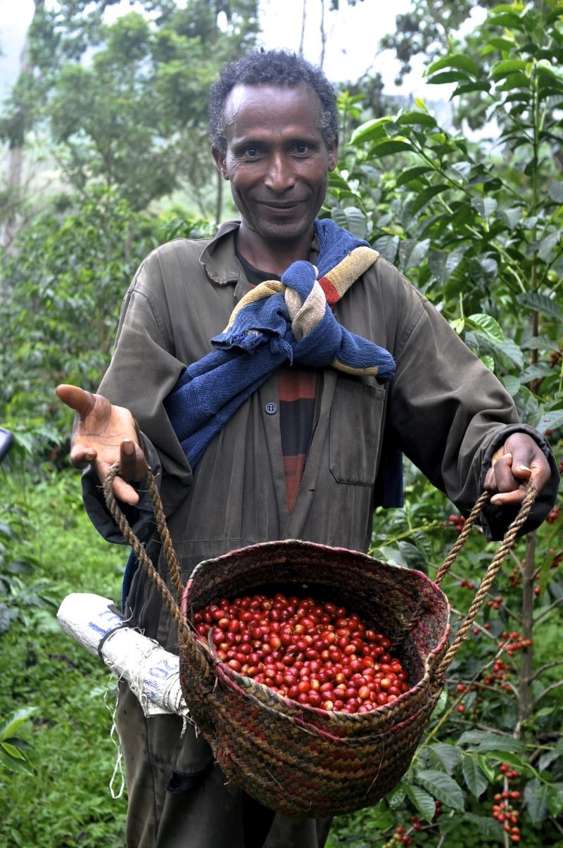 Coffee regions: Ethiopia - Blog Coffeedesk.com