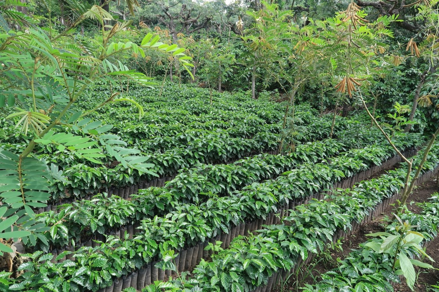 All about growing coffee. How does it grow? – Blog Coffeedesk.com