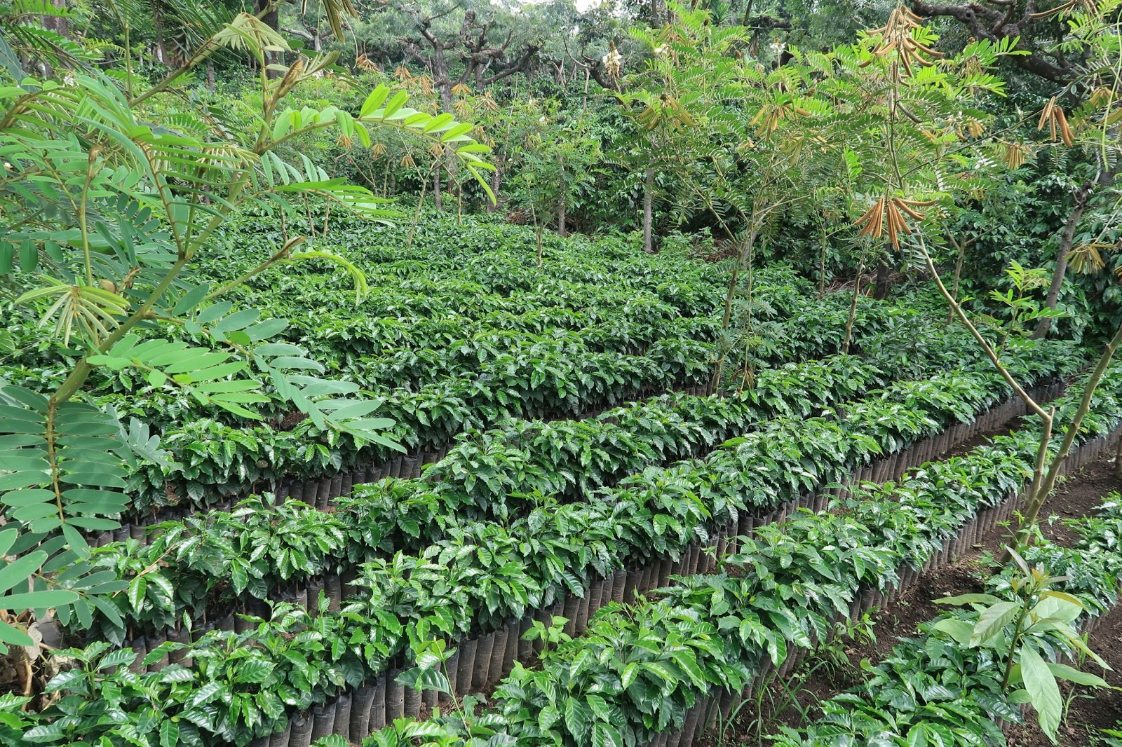 All about growing coffee. How does it grow? – Blog Coffeedesk.com
