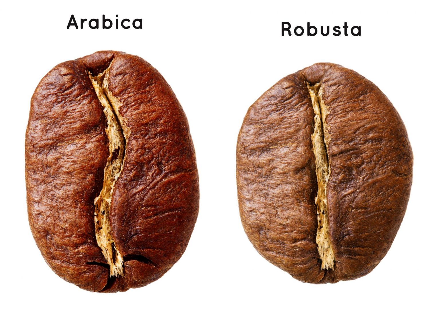 Arabica or Robusta – What are the differences? - Blog Coffeedesk.pl